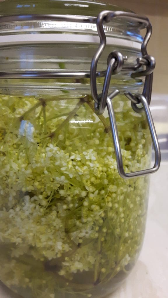 Evening Primrose (Oenothera biennis) Identification