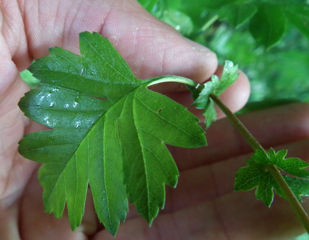 Hawthorn (Crataegus monogyna) Identification