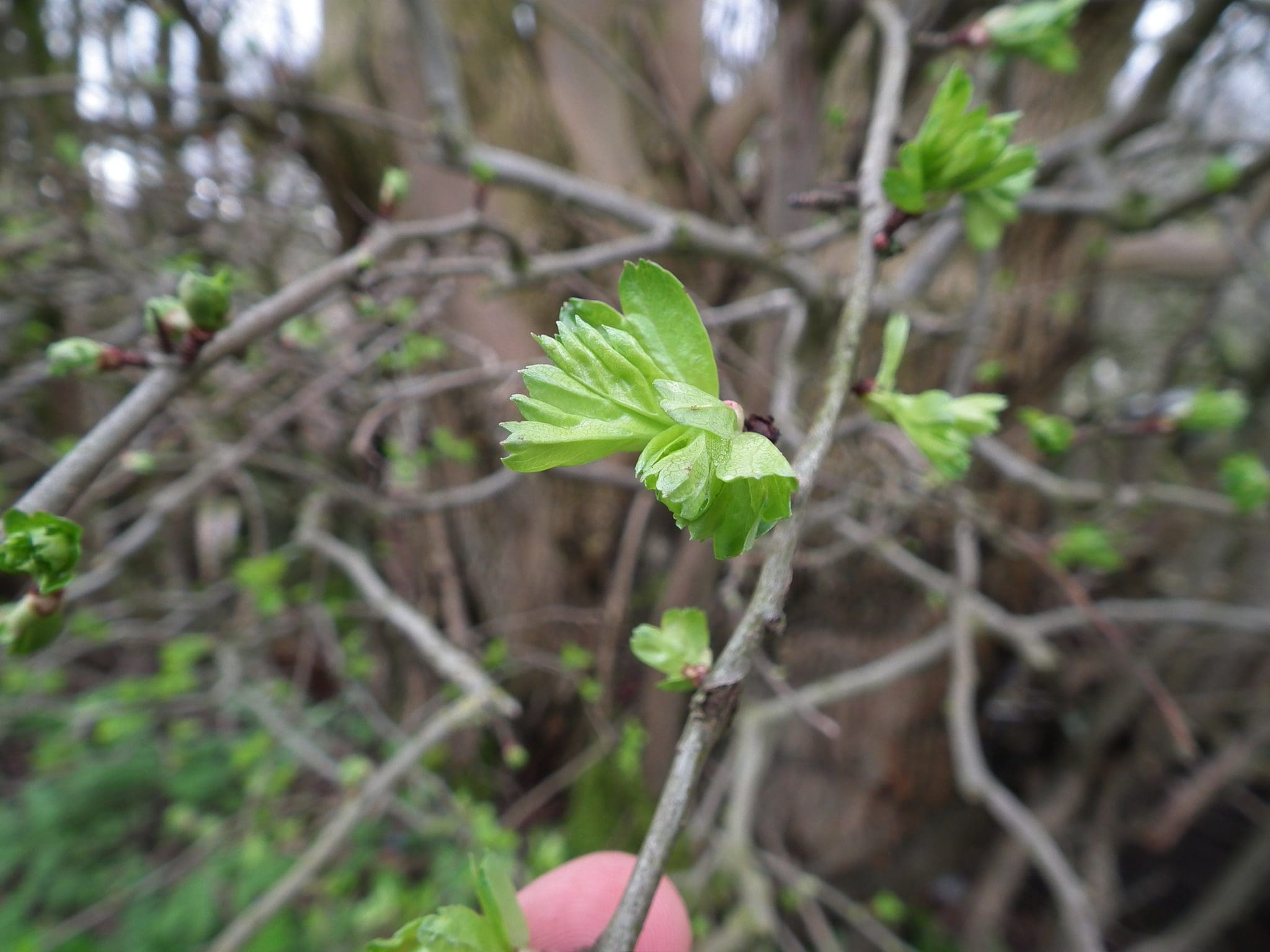 Hawthorn (Crataegus monogyna) Identification