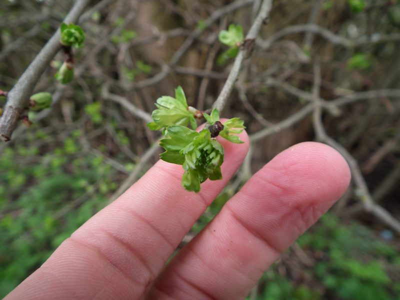 Hawthorn (Crataegus monogyna) Identification