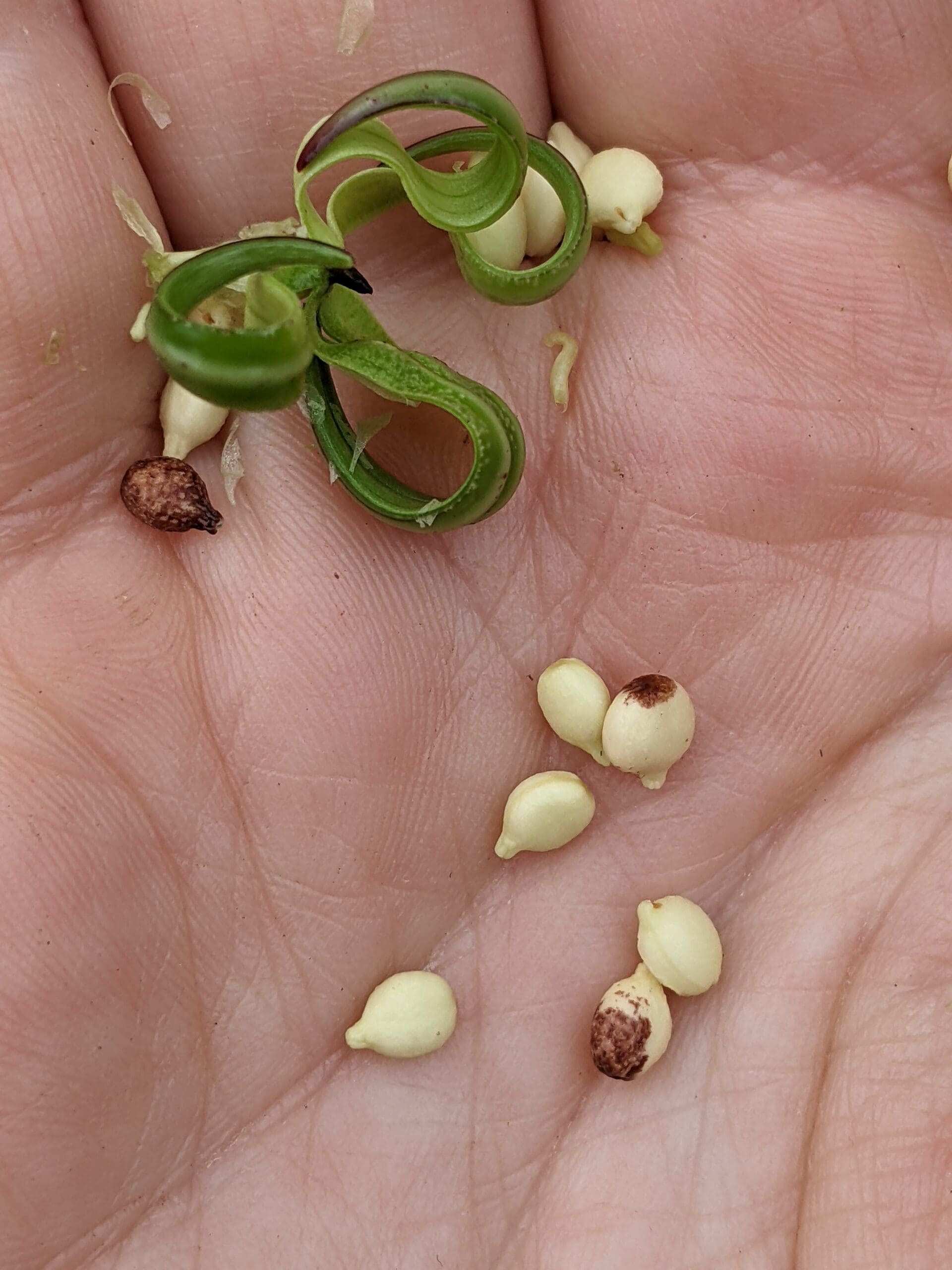 Himalayan Balsam (Impatiens glandulifera) Identification