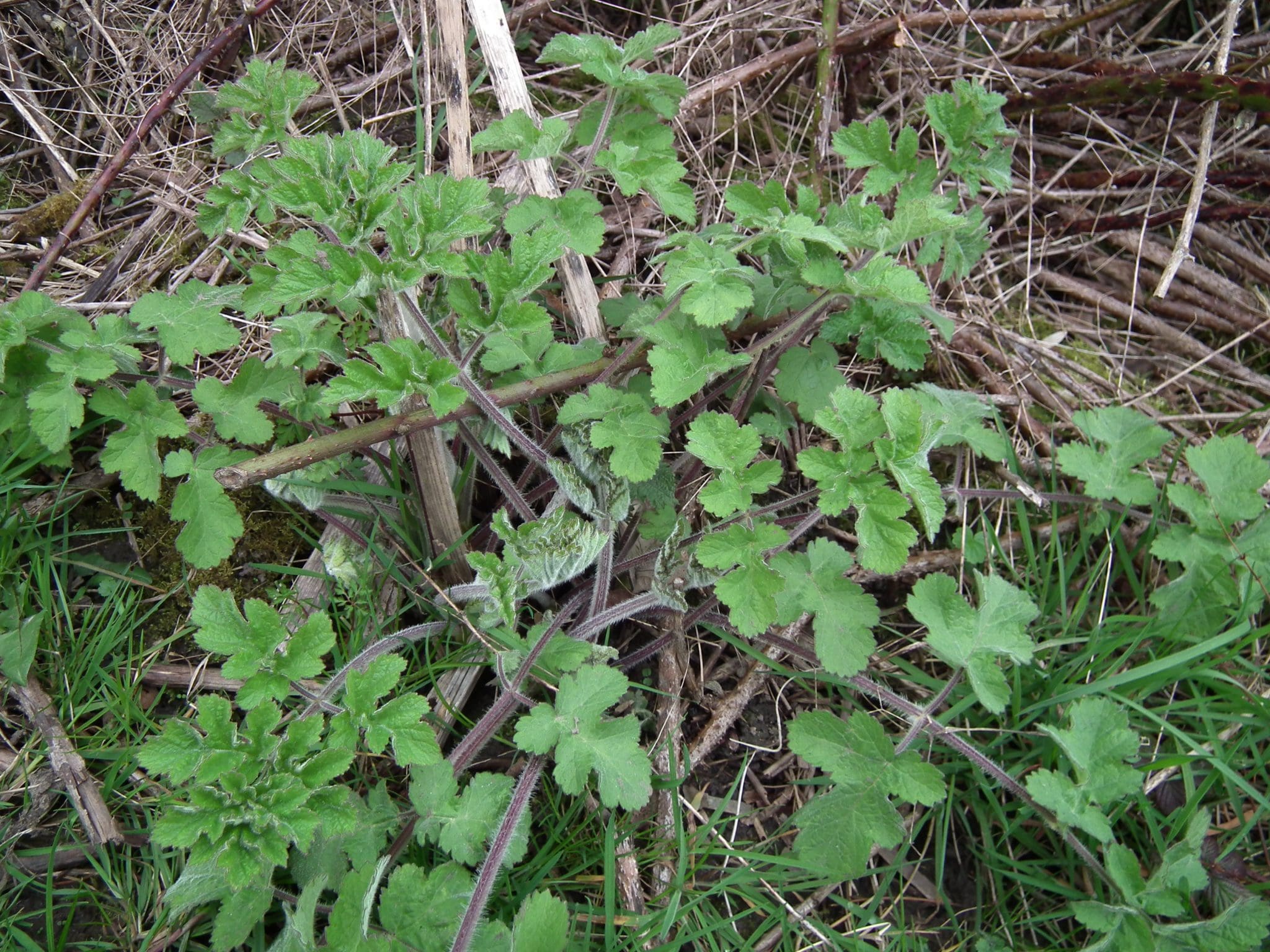 Common Hogweed (Heracleum Sphondylium) Identification