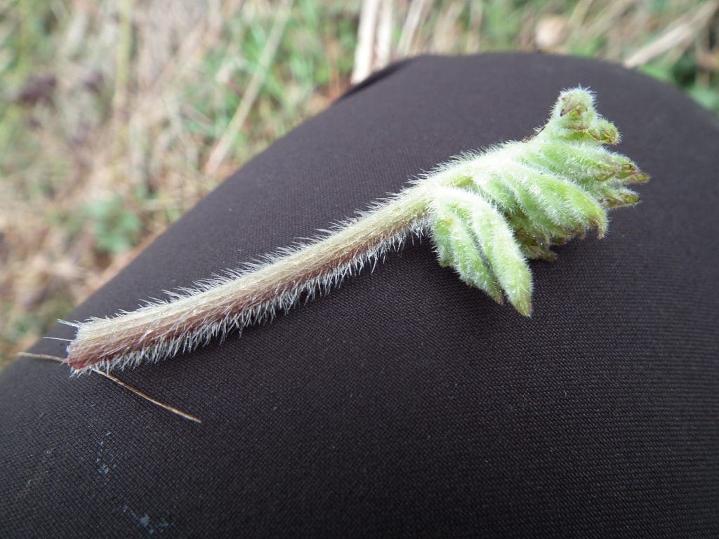 Common Hogweed (Heracleum Sphondylium) Identification