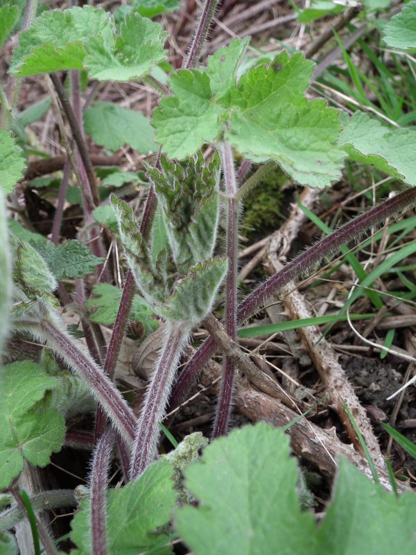 Common Hogweed (Heracleum Sphondylium) Identification
