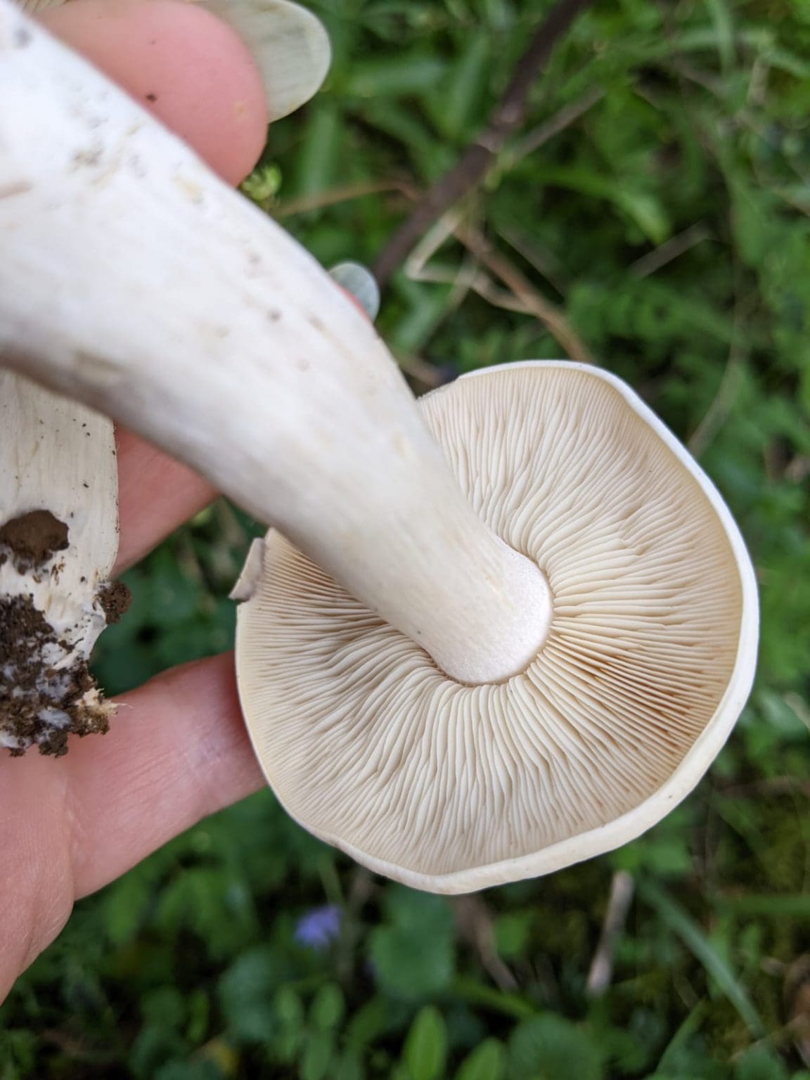 Identify Turkey Tails Mushroom - Totally Wild UK