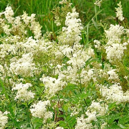 Meadowsweet (Filipendula ulmaria) Identification