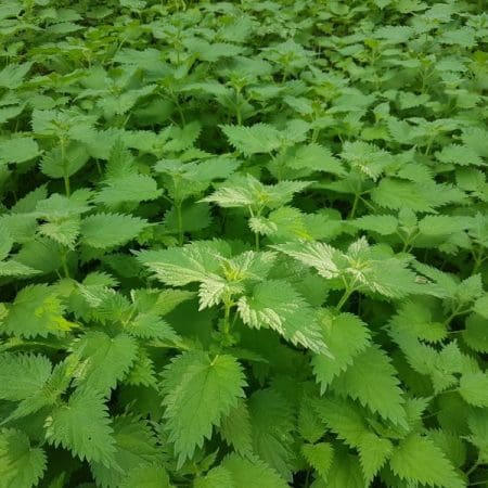 Nettle Beer Recipe