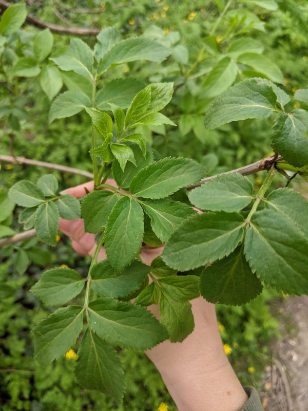 Elder (Sambucus Nigra) Identification