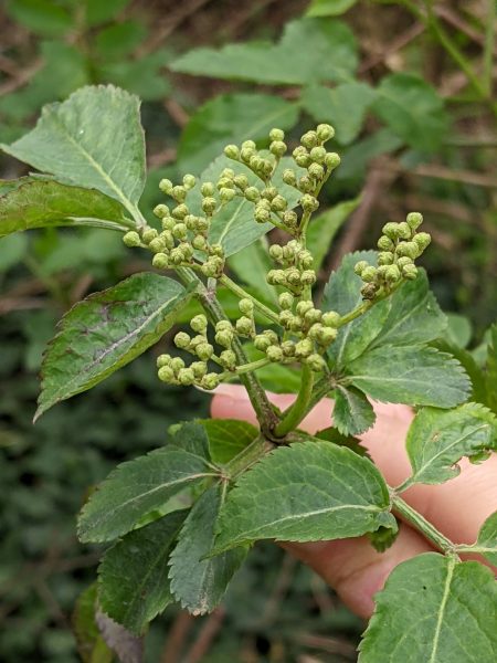 Elder (Sambucus Nigra) Identification - Totally Wild UK