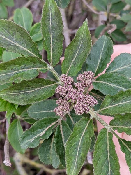 Elder (Sambucus Nigra) Identification