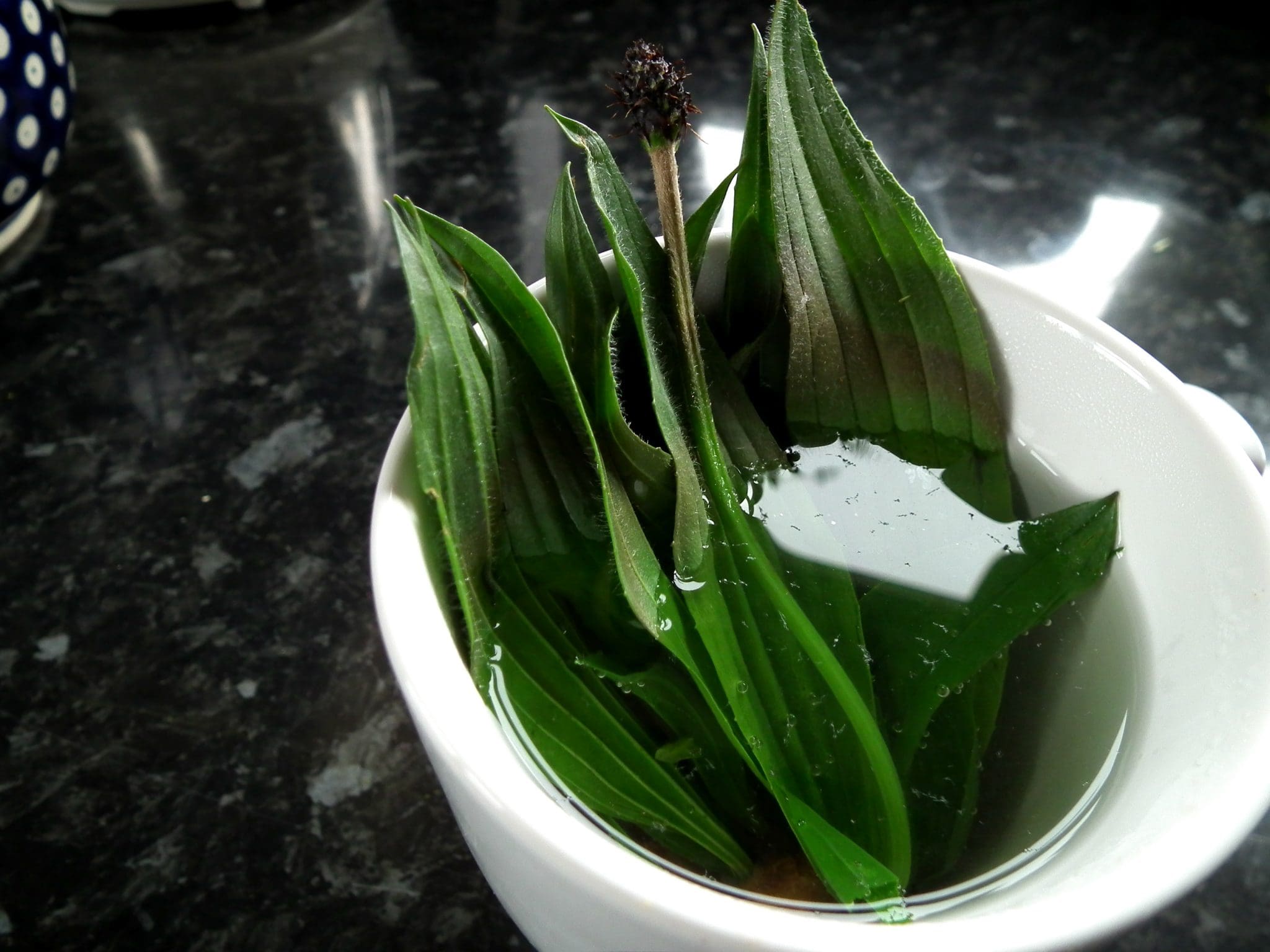 Ribwort Plantain (Plantago lanceolata) Identification