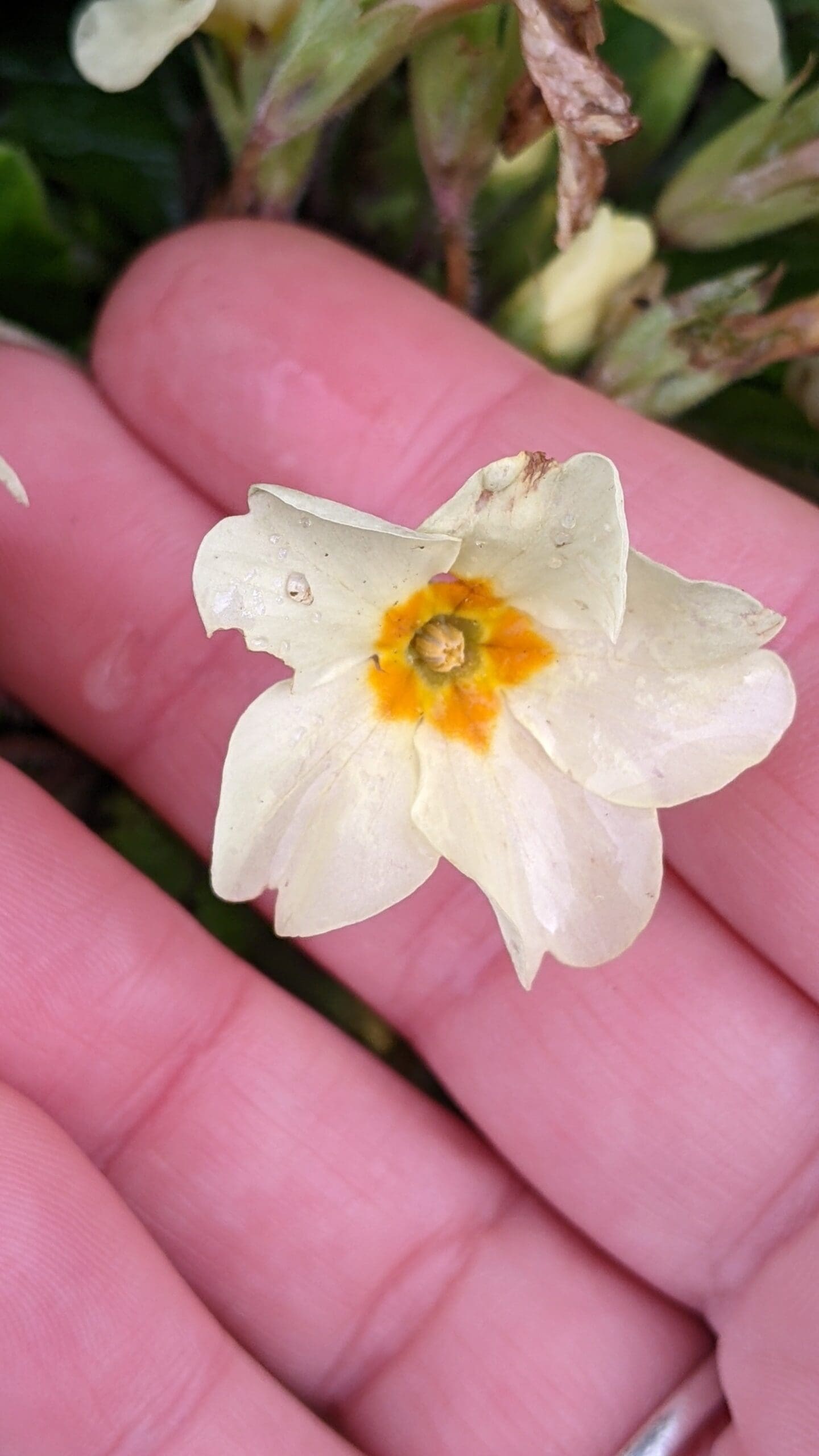 Primrose (Primula vulgaris) Identification Guide