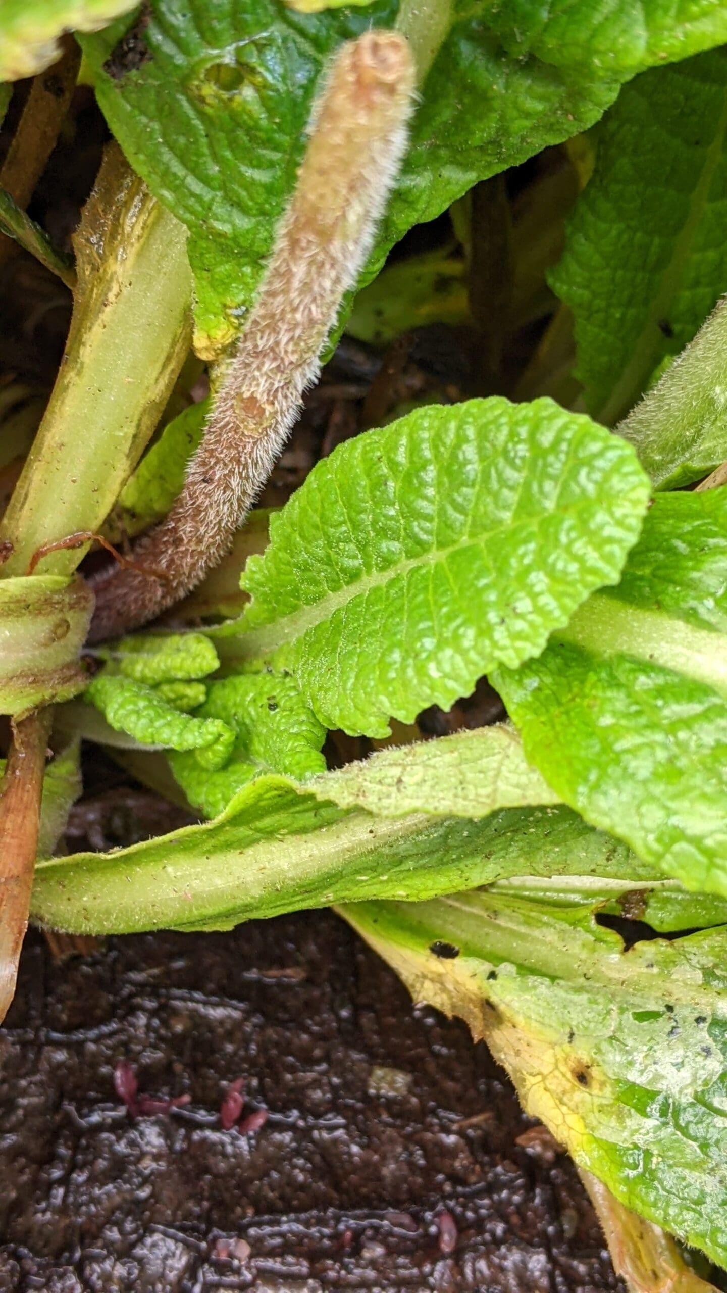 Primrose (Primula vulgaris) Identification Guide
