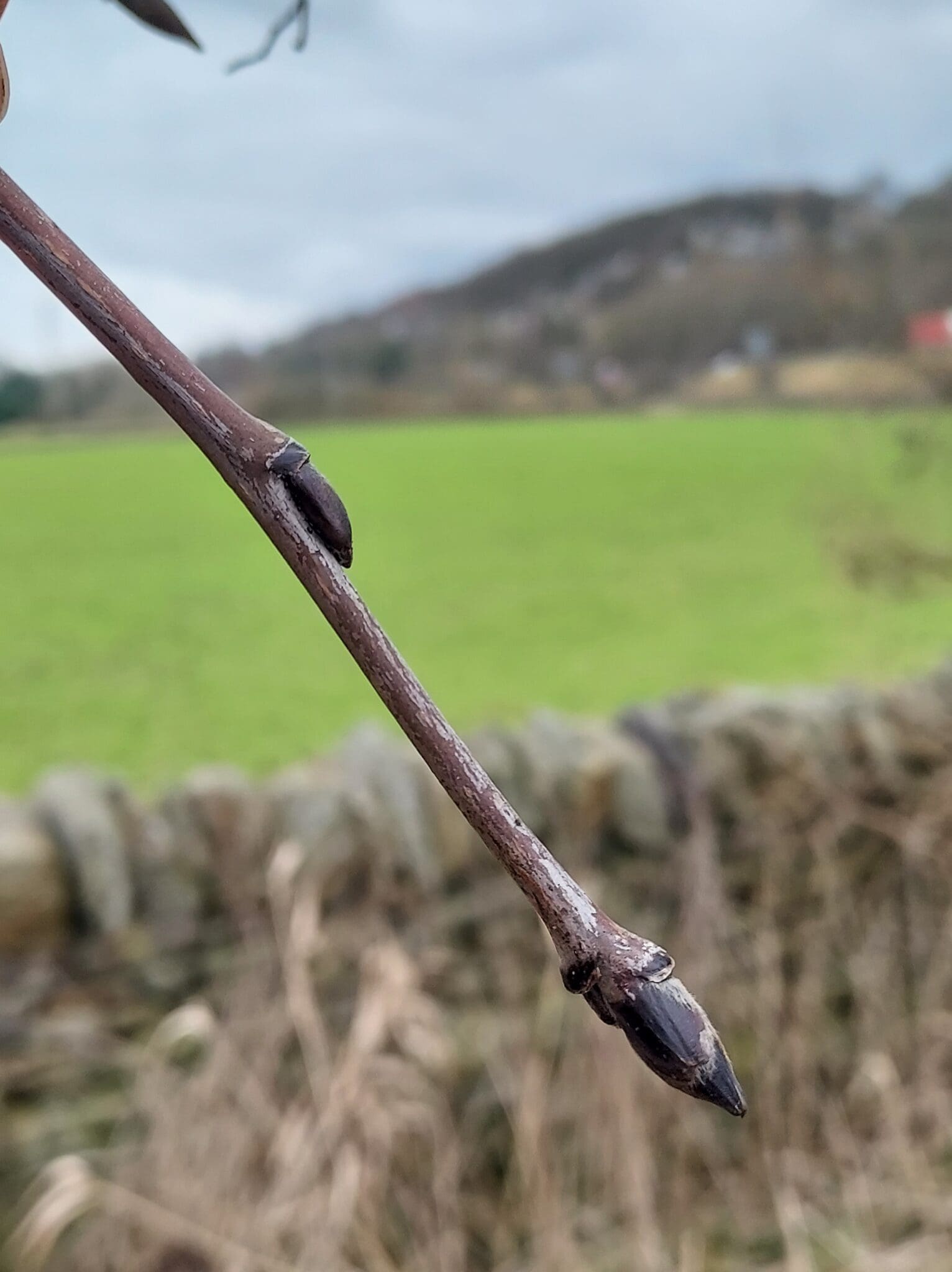 Rowan (Sorbus aucuparia) Identification