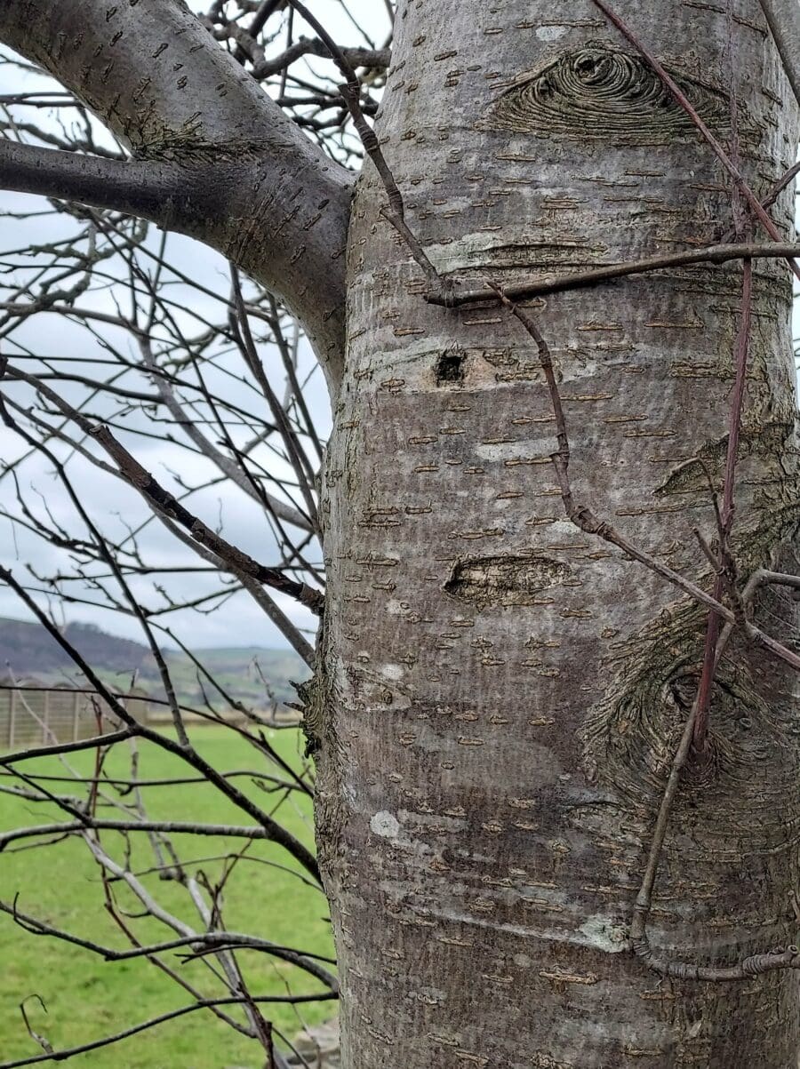 Rowan (Sorbus aucuparia) Identification