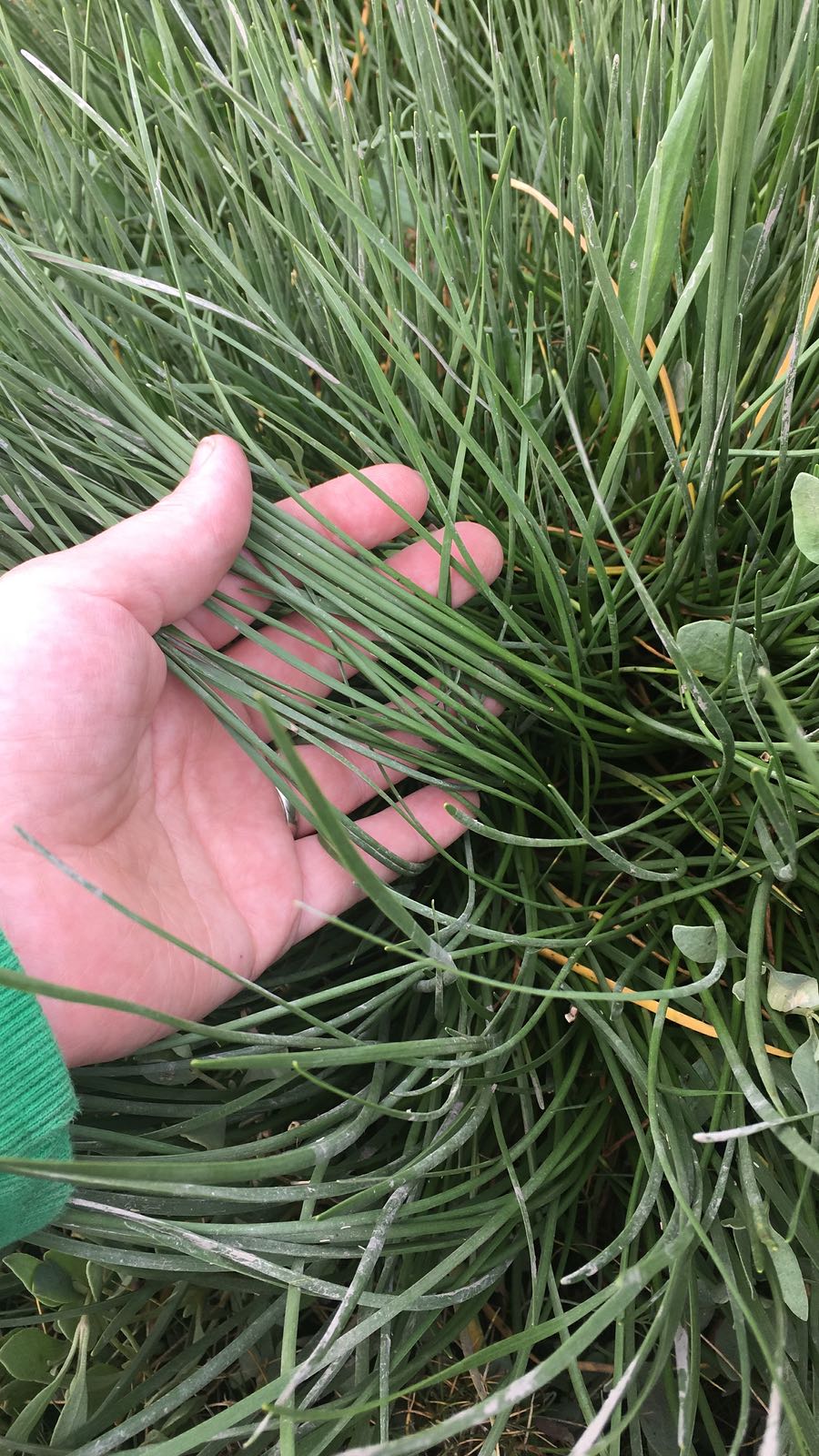 Sea Arrowgrass (Triglochin maritima) Identification