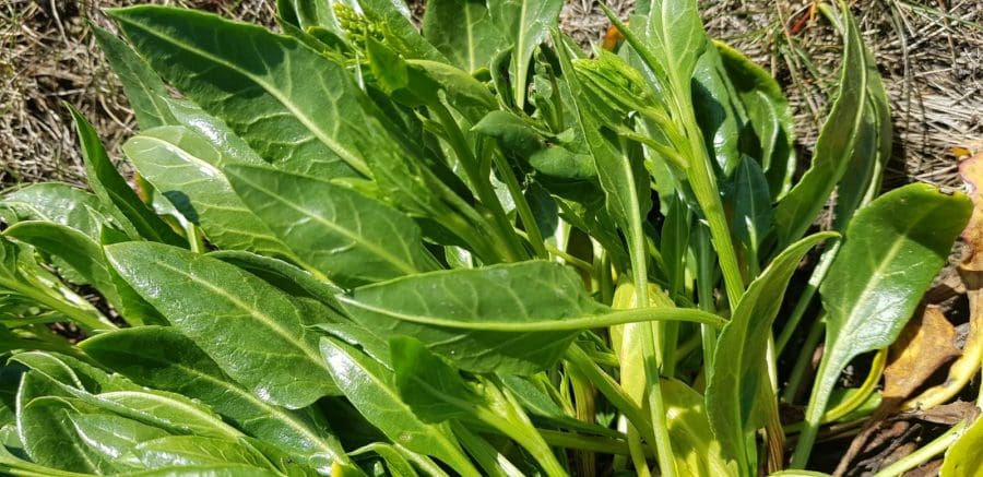 Sea Beet (Beta vulgaris maritima) Identification