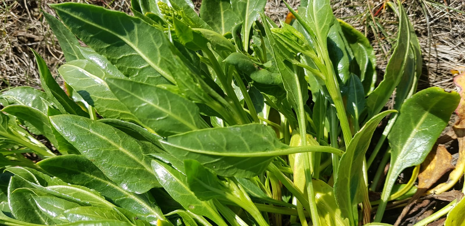 Sea Beet (Beta vulgaris maritima) Identification