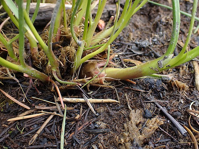 Sea Arrowgrass (Triglochin maritima) Identification