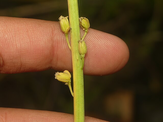 Sea Arrowgrass (Triglochin maritima) Identification