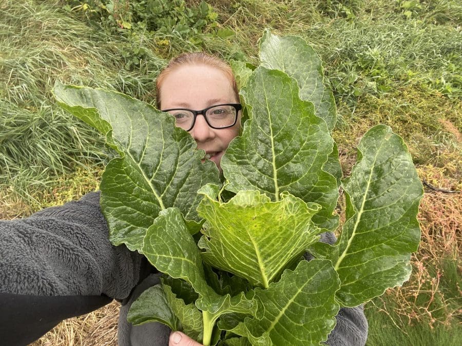 Sea Beet (Beta vulgaris maritima) Identification