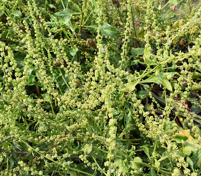 Sea Beet (Beta vulgaris maritima) Identification
