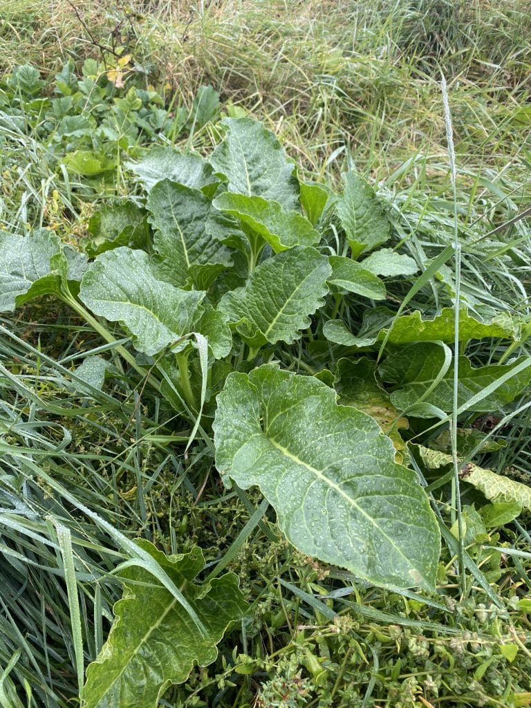 Sea Beet (Beta vulgaris maritima) Identification