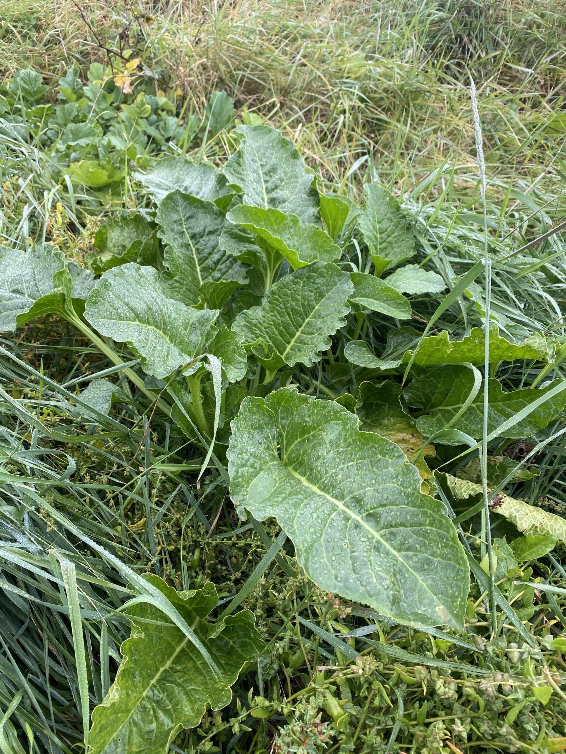 Sea Beet (Beta vulgaris maritima) Identification