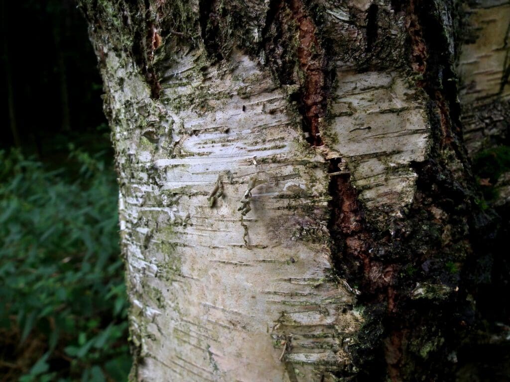 Identify Silver Birch