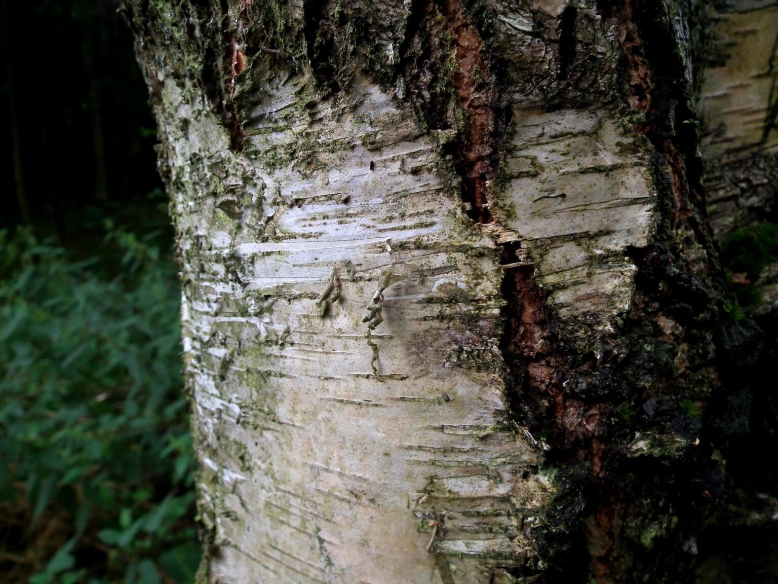Identify Silver Birch