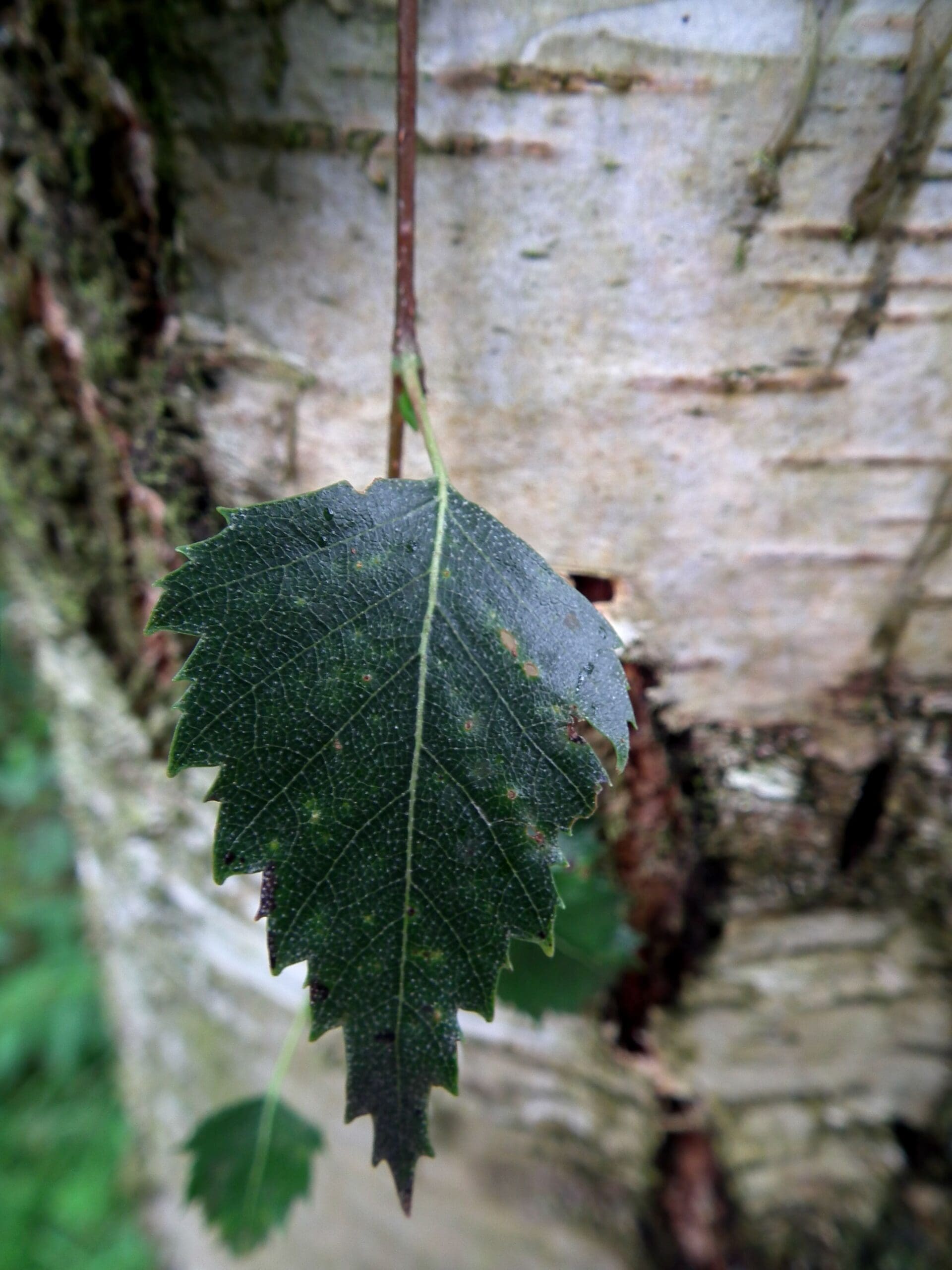 Identify Silver Birch
