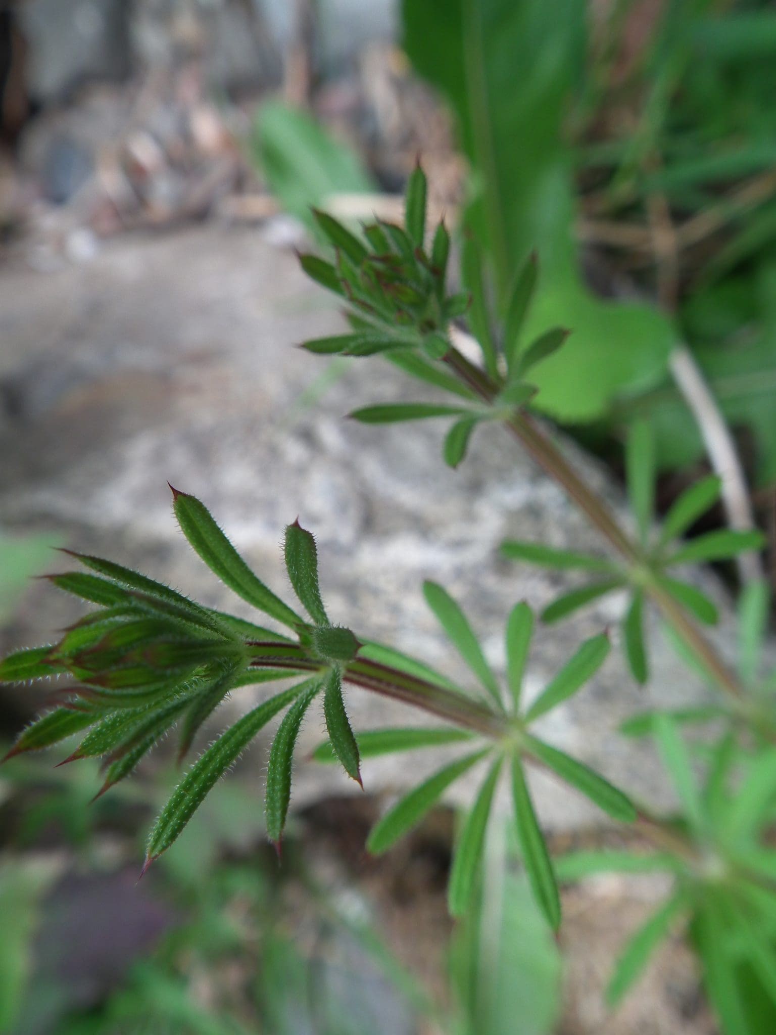 Cleavers (Gallium aparine) Identification