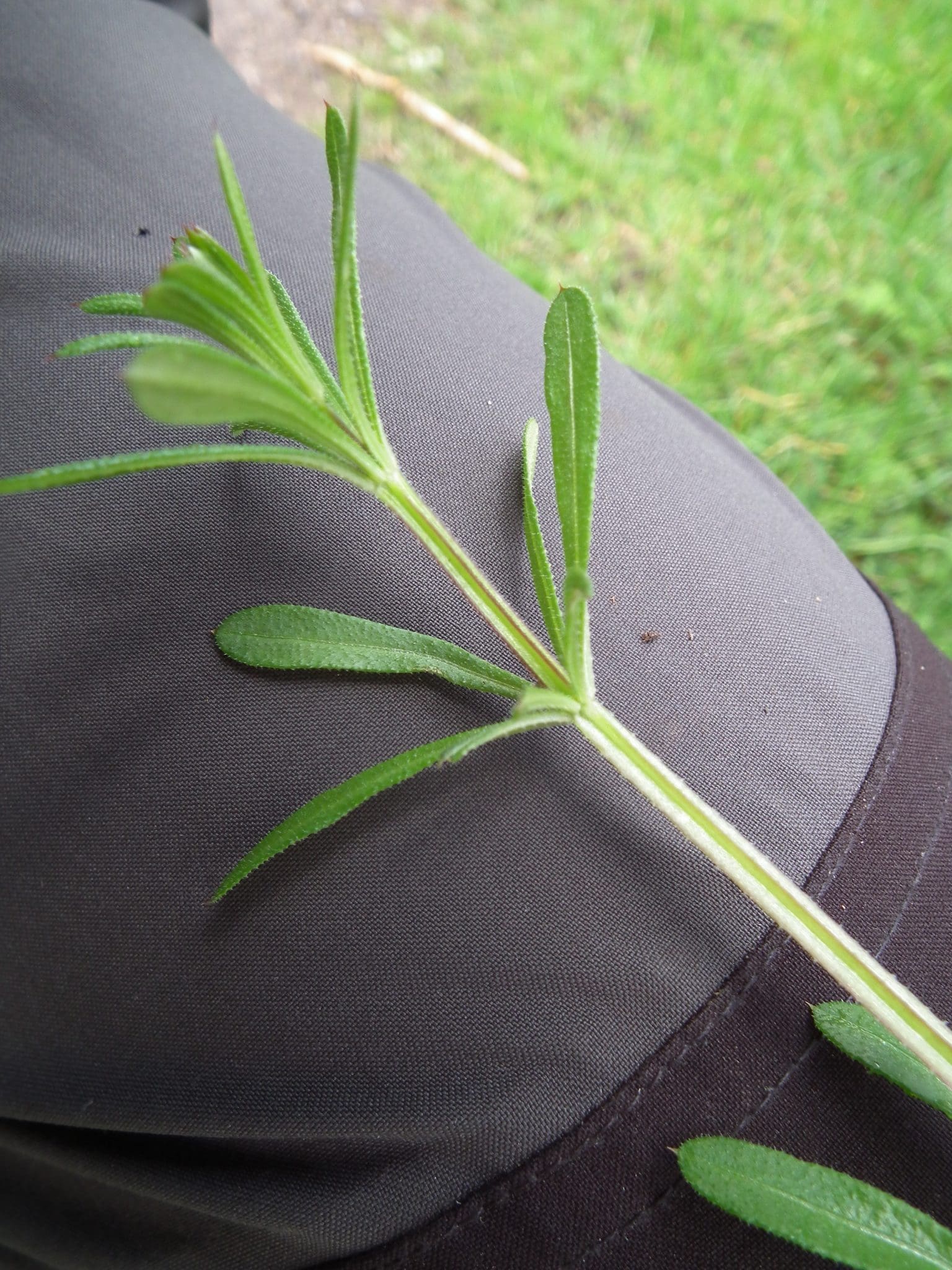 Cleavers (Gallium aparine) Identification