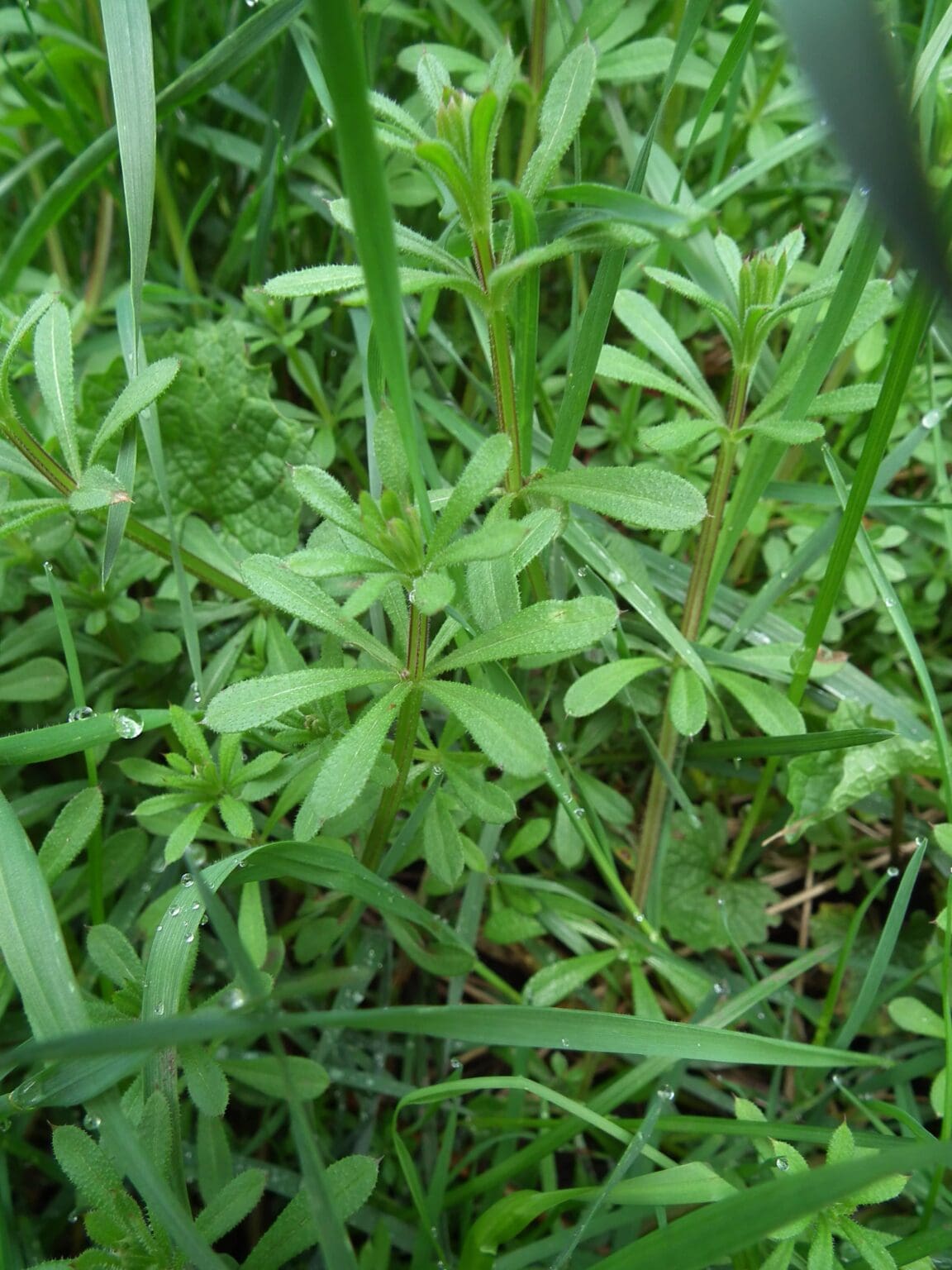 Comfrey (Symphytum officinale) Identification