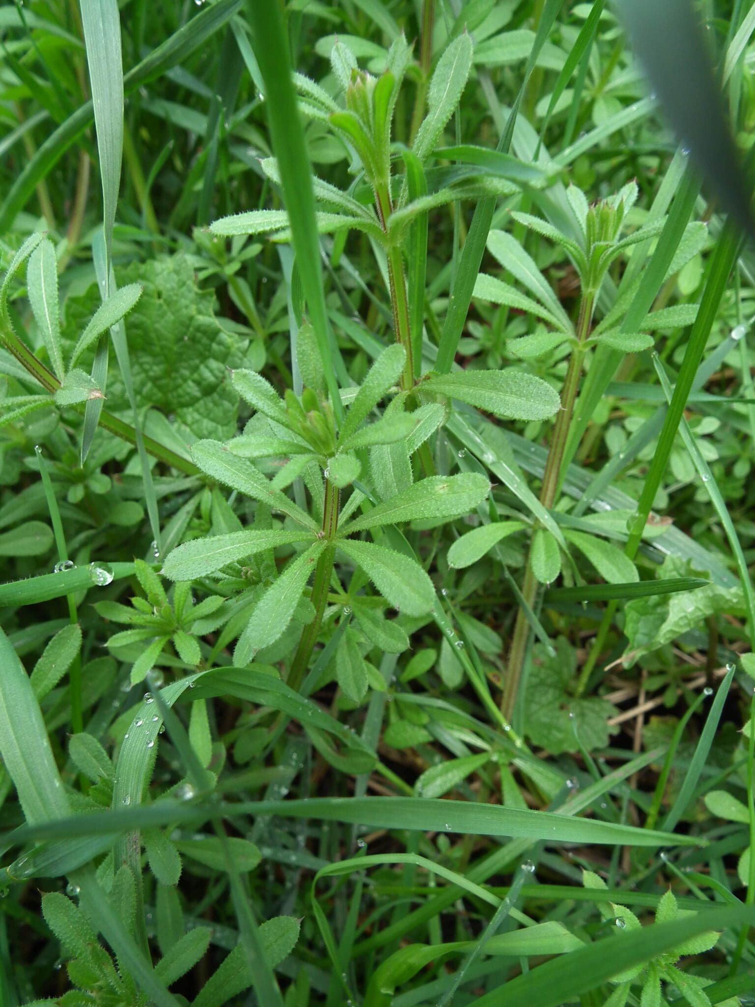 Nature’s Calendar: What to Forage Each Month