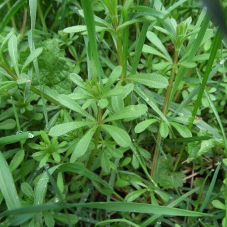 10 Things to Forage in your Garden