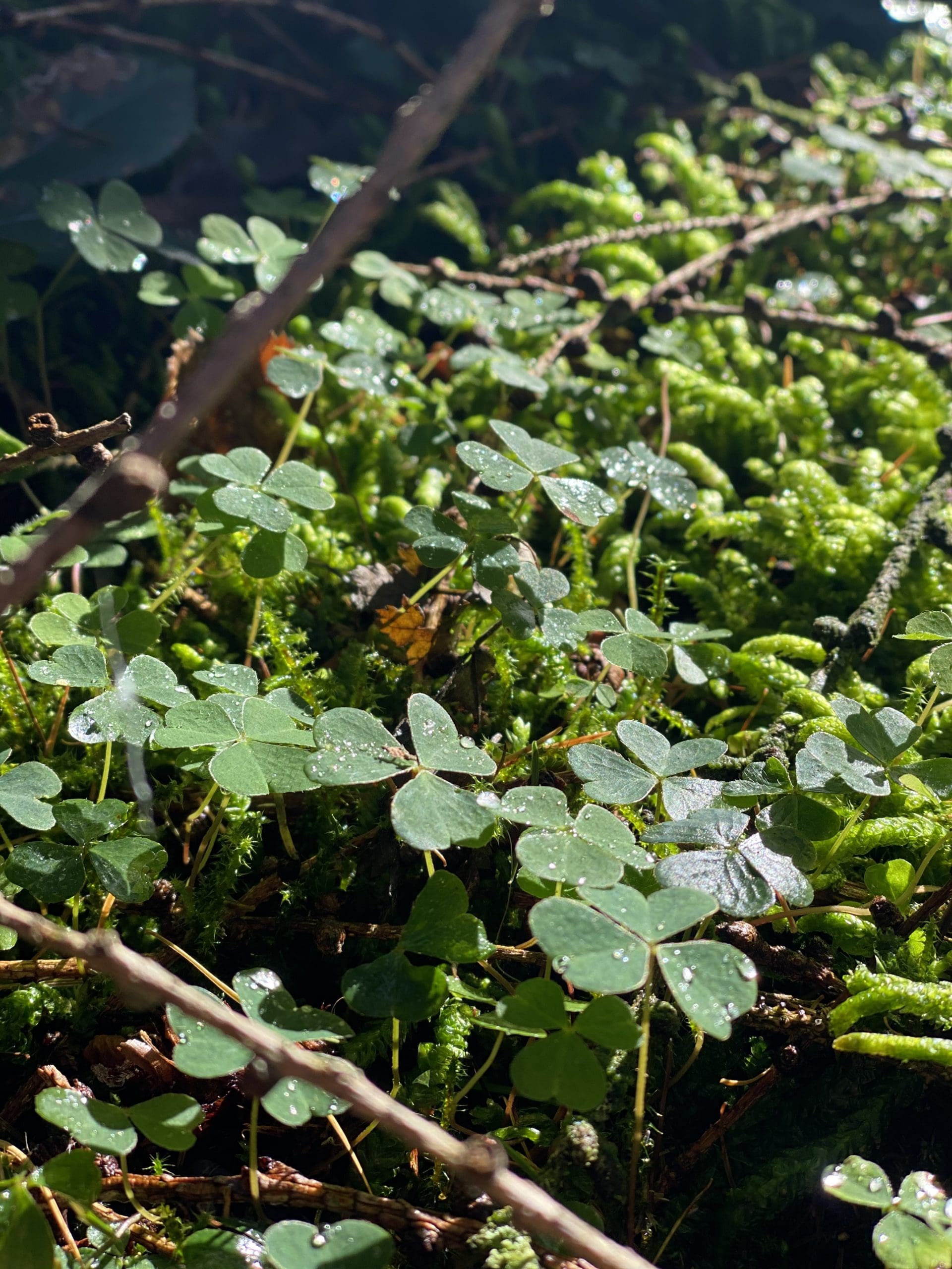 Wood Sorrel (Oxalis spp) Identification