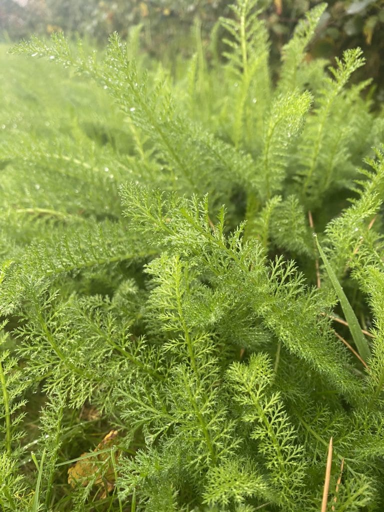 Yarrow (Achillea millefolium) Identification