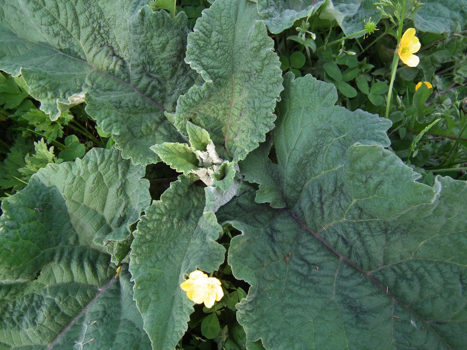 Burdock (Arctium lappa) Identification