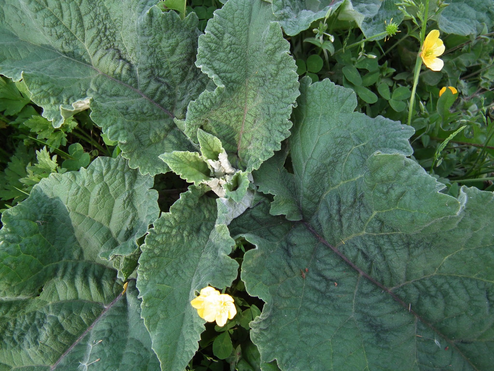 Burdock (Arctium lappa) Identification