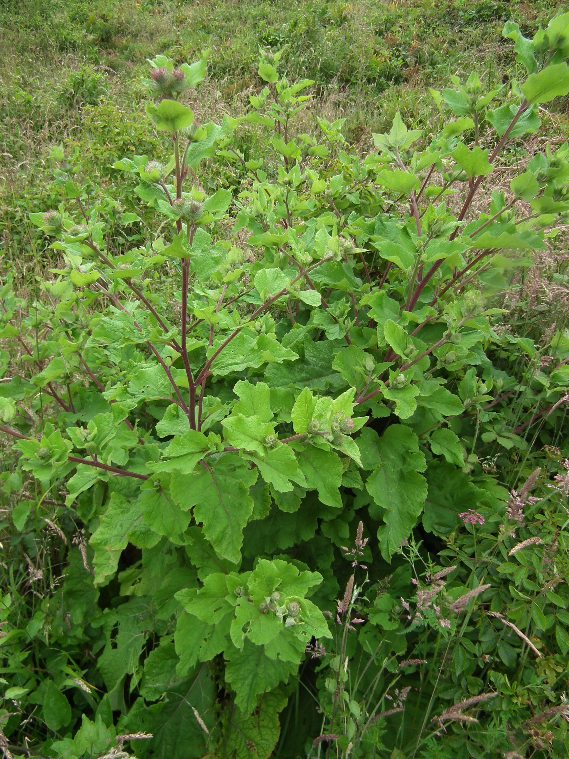 Burdock (Arctium lappa) Identification