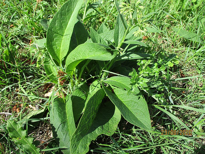 Comfrey (Symphytum officinale) Identification