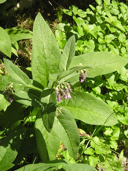 Comfrey (Symphytum officinale) Identification
