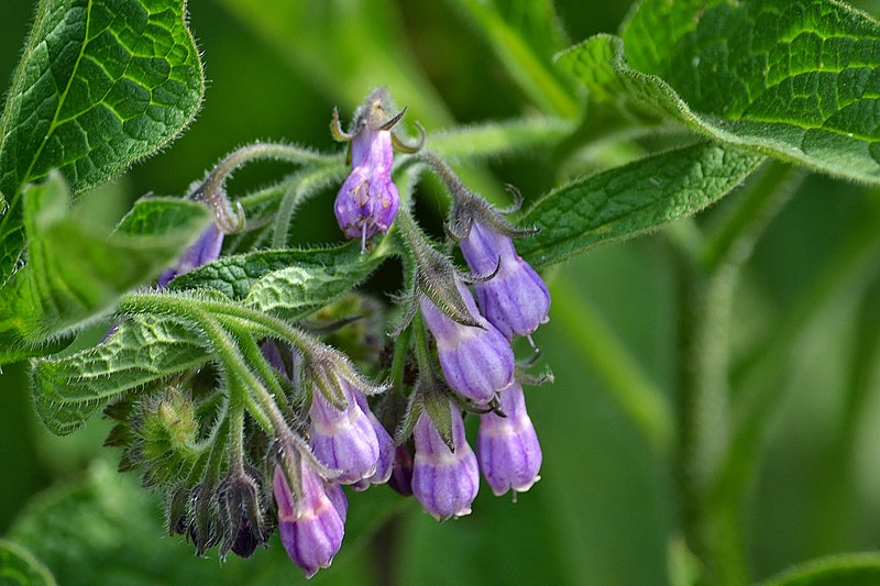 Comfrey (Symphytum officinale) Identification