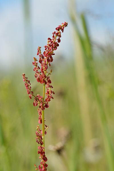 Common Sorrel (Rumex acetosa) Identification