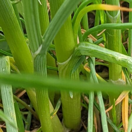 Crows Garlic (Allium vineale) Identification