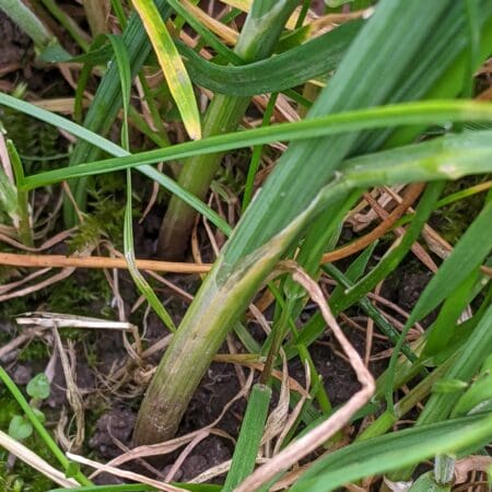 Crows Garlic (Allium vineale) Identification