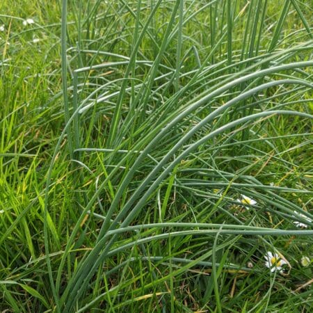Crows Garlic (Allium vineale) Identification