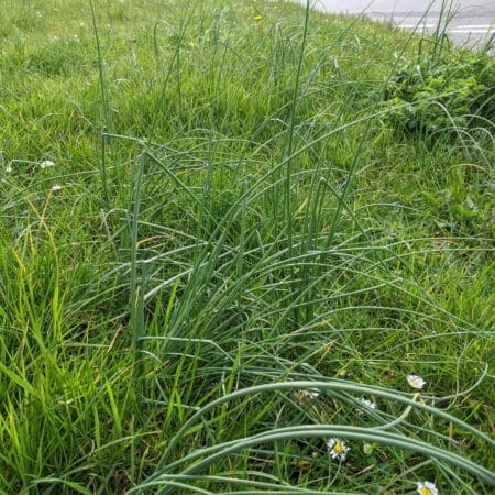Crows Garlic (Allium vineale) Identification