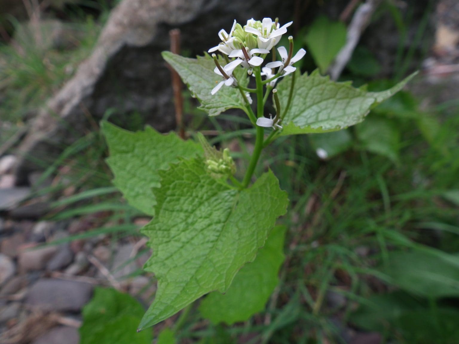 Garlic Mustard (Alliaria Petiolata) Identification